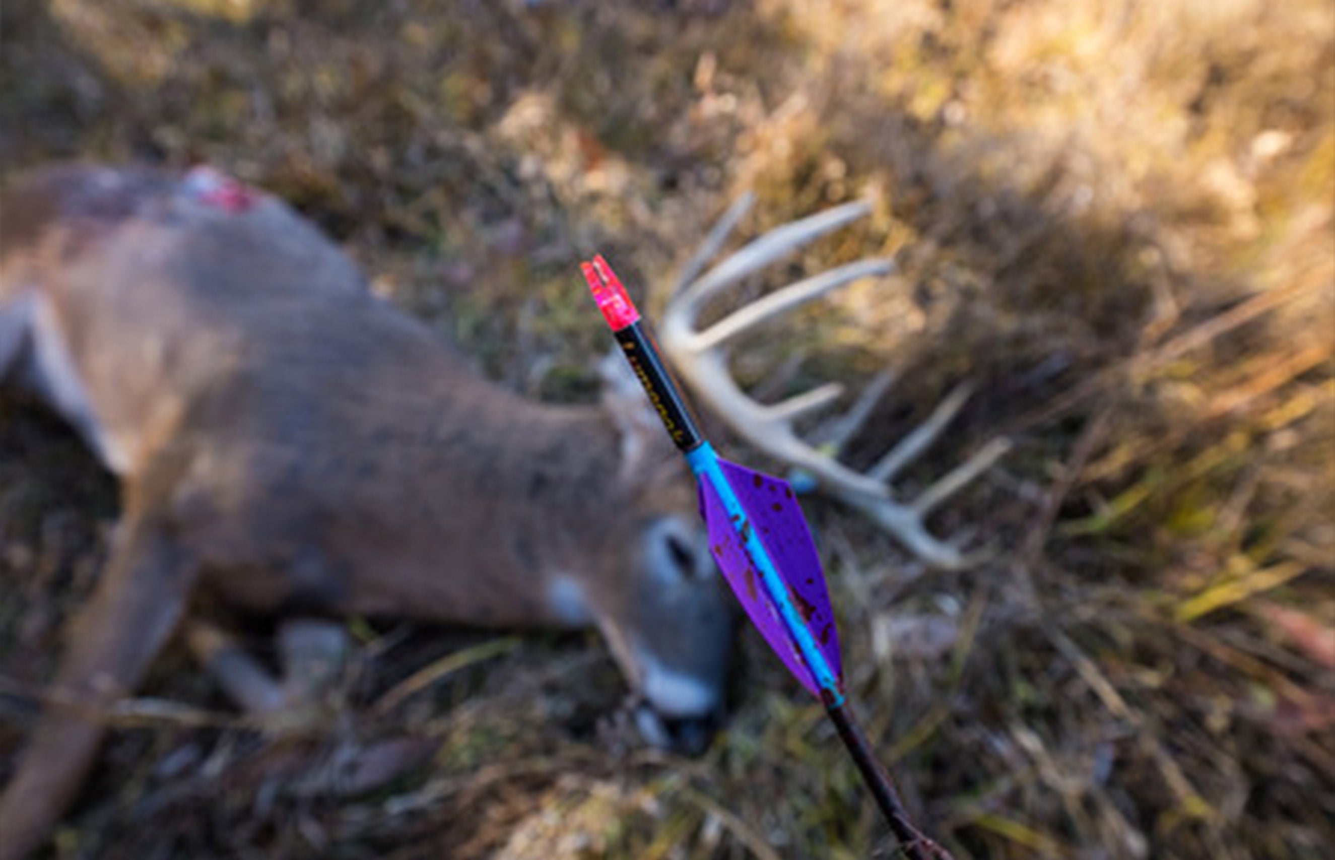 How to Maximize Recovery of Wounded Deer While Bowhunting - Lumenok